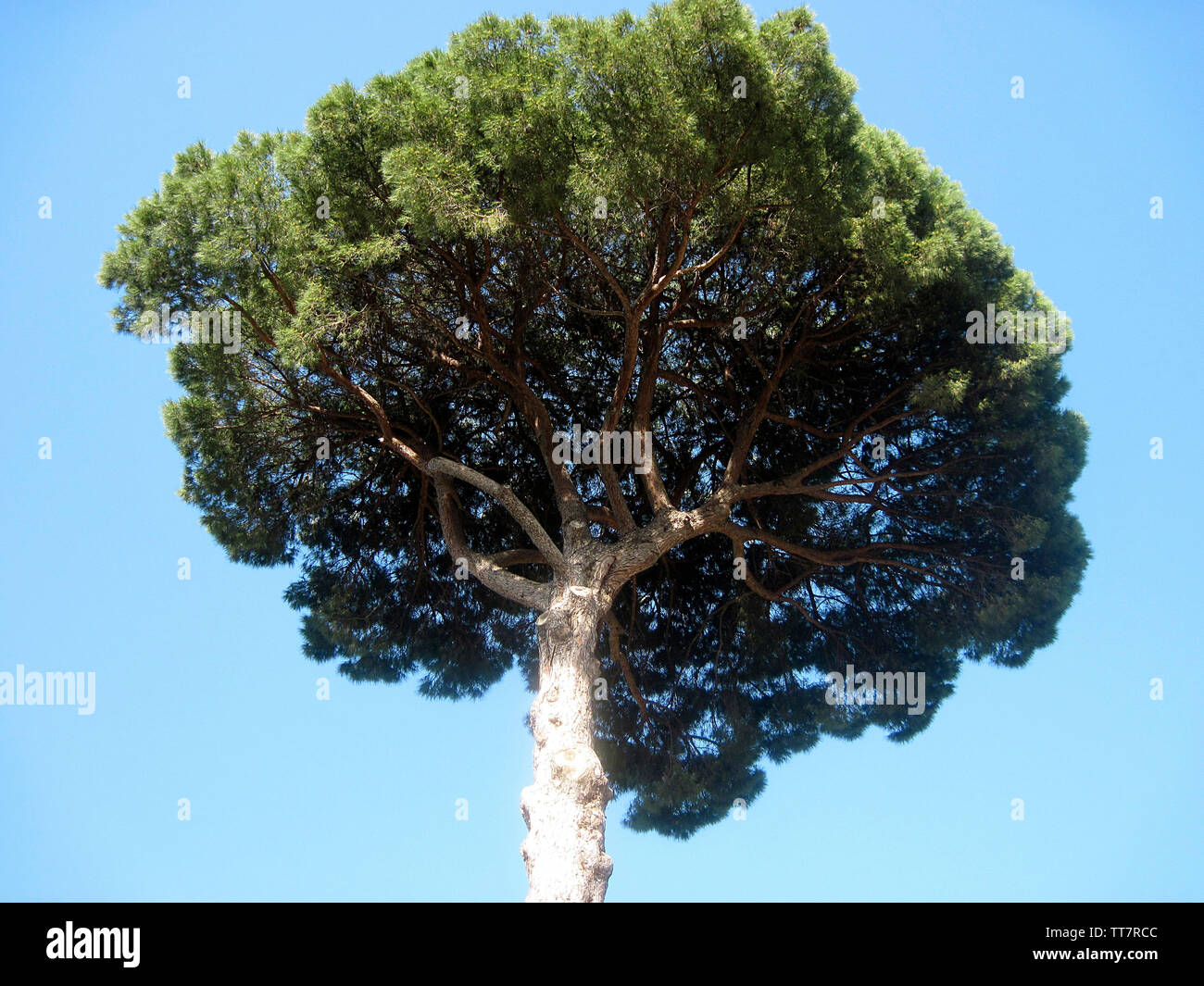 Umbrella pine tree on palatine hi-res stock photography and images - Alamy