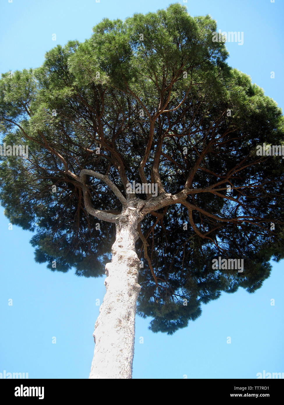 Umbrella pine tree on palatine hi-res stock photography and images - Alamy