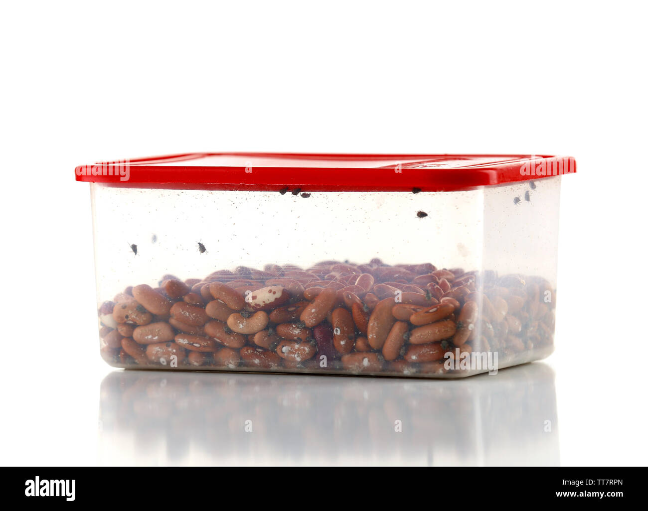 Container with broken beans and insects isolated on white Stock Photo ...