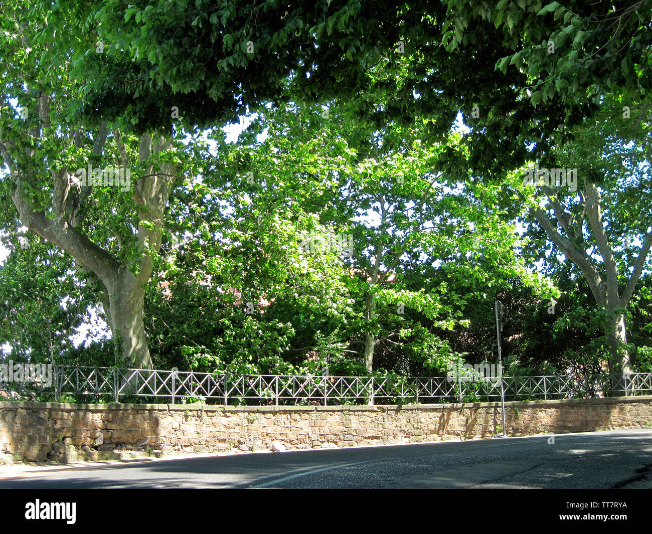 Tall trees in rome hi-res stock photography and images - Alamy