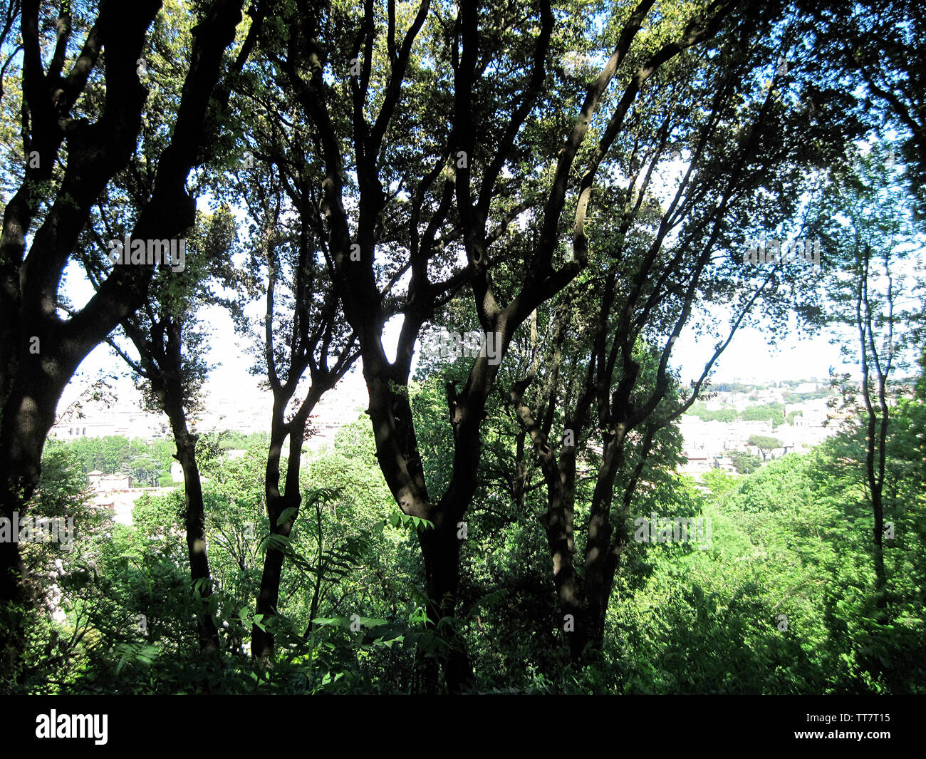 Tall trees in rome hi-res stock photography and images - Alamy