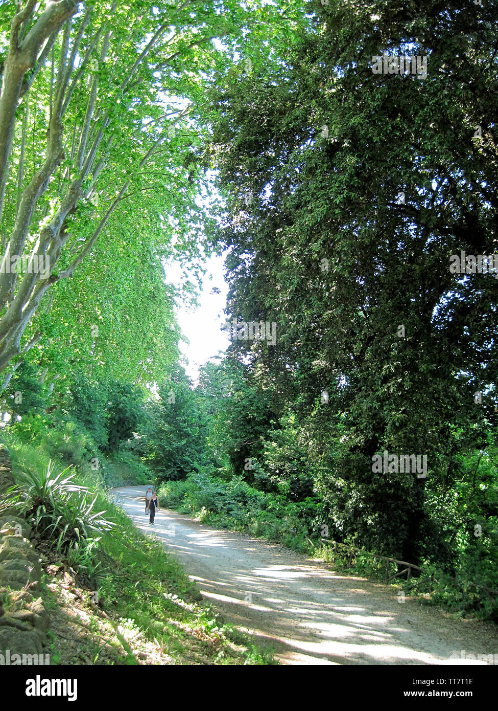 Tall trees in rome hi-res stock photography and images - Alamy