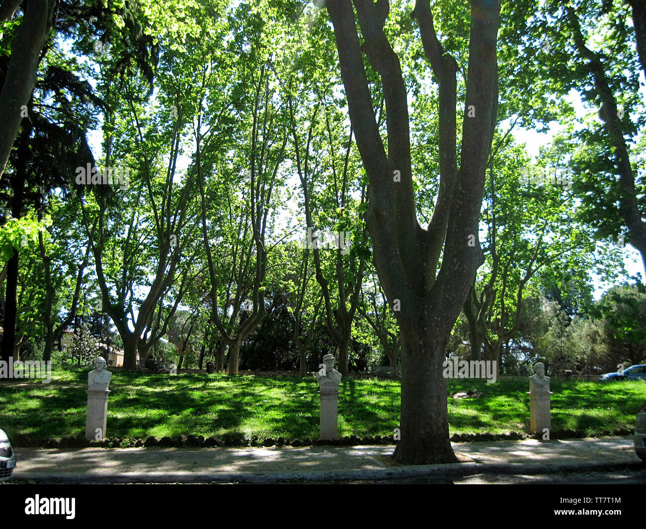 Tall trees in rome hi-res stock photography and images - Alamy