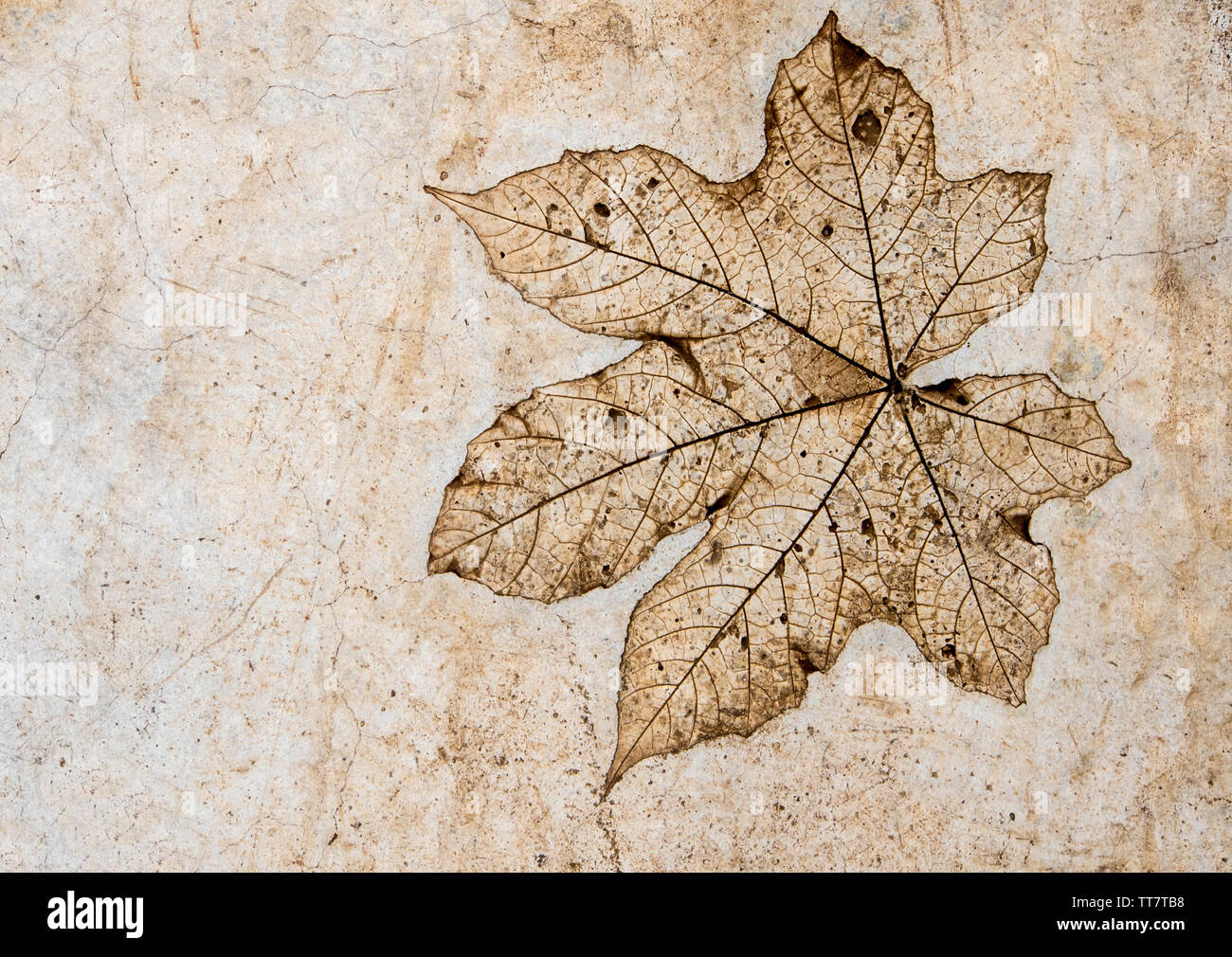 Leaf texture in concrete floor surface Stock Photo - Alamy