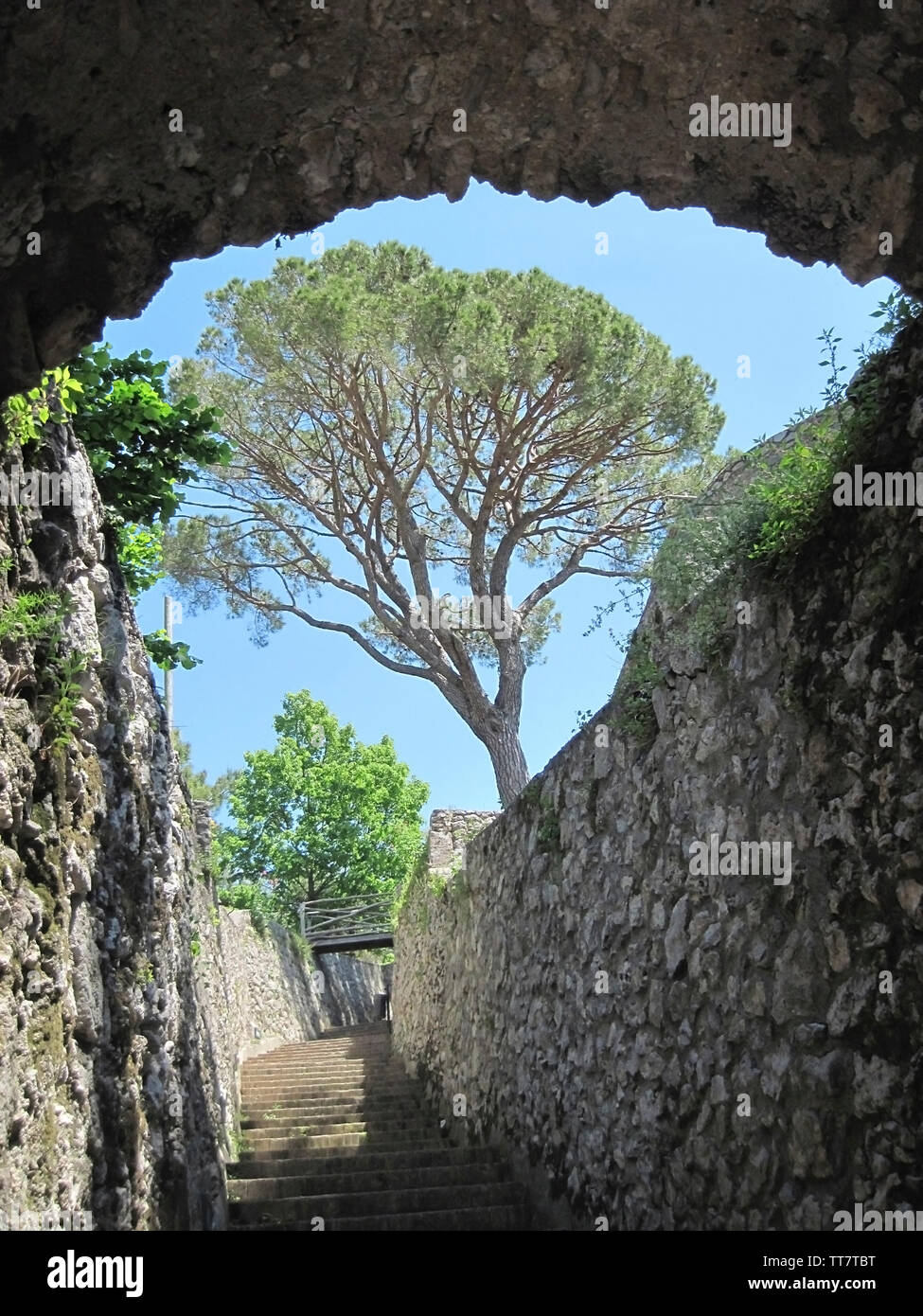MOUNTAIN PATH WITH STEPS AND UMBRELLA PINE TREES IN RAVELLO, AMALFI ...