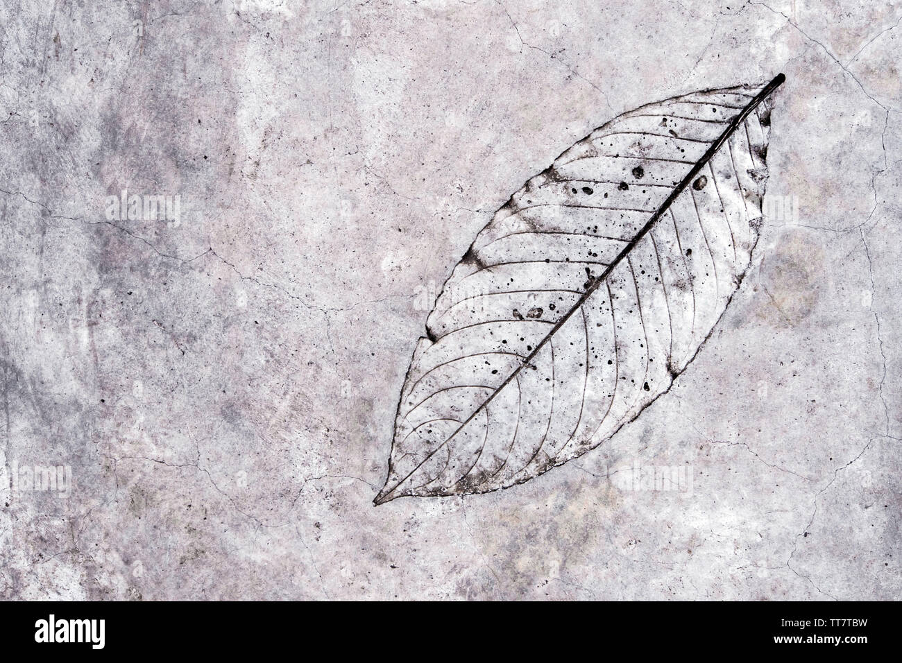 Leaf texture in concrete floor surface Stock Photo - Alamy