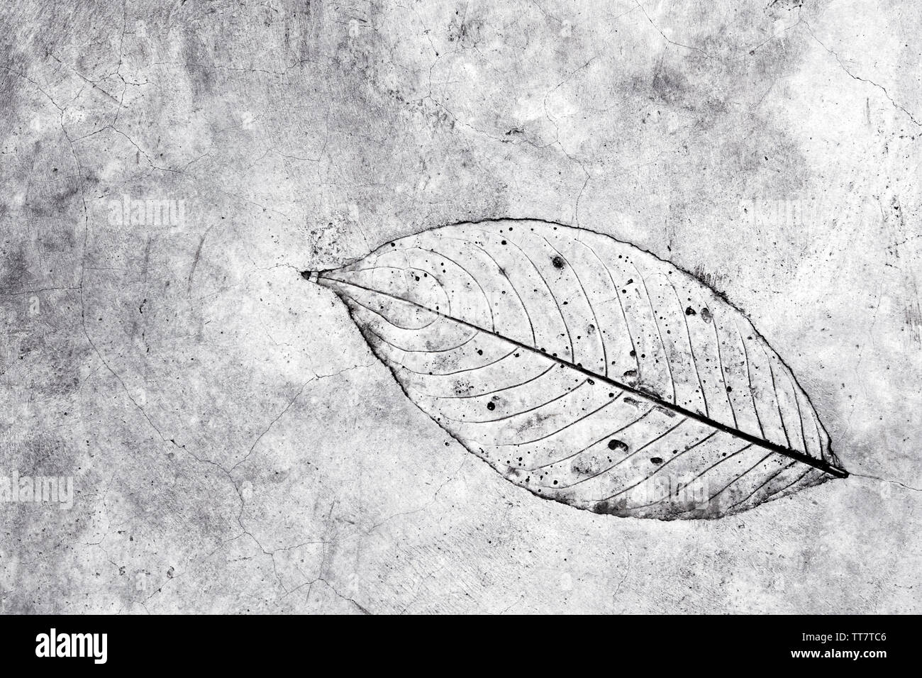 Leaf texture in concrete floor surface Stock Photo - Alamy