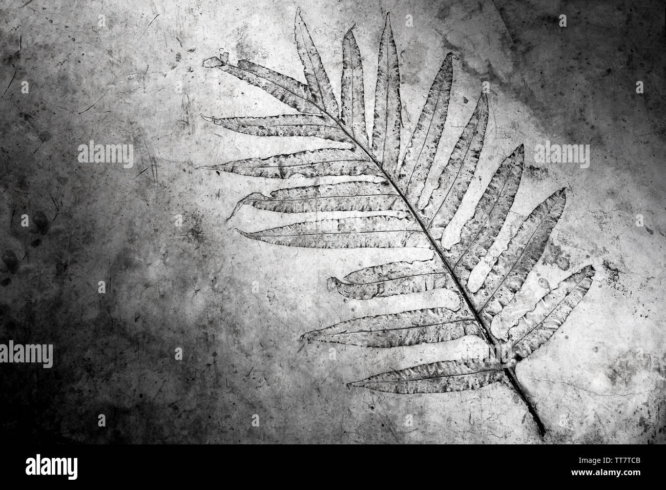 Leaf texture in concrete floor surface Stock Photo - Alamy