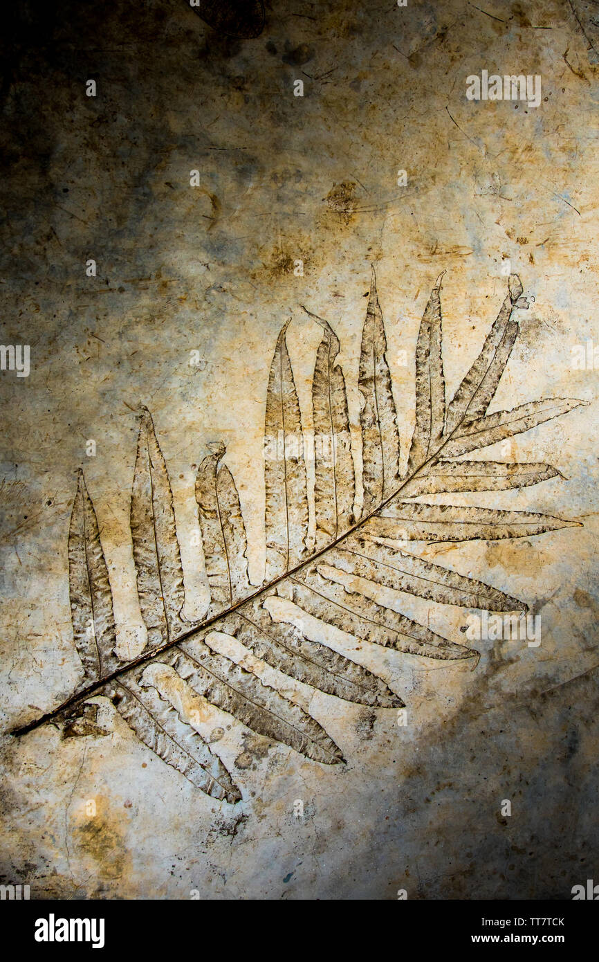 Leaf texture in concrete floor surface Stock Photo - Alamy