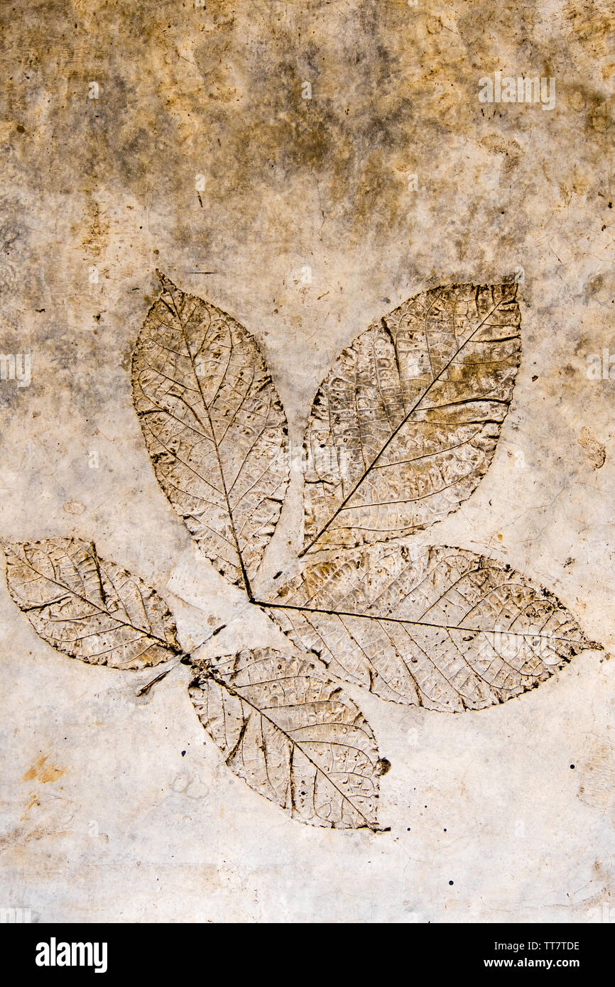 Leaf texture in concrete floor surface Stock Photo - Alamy