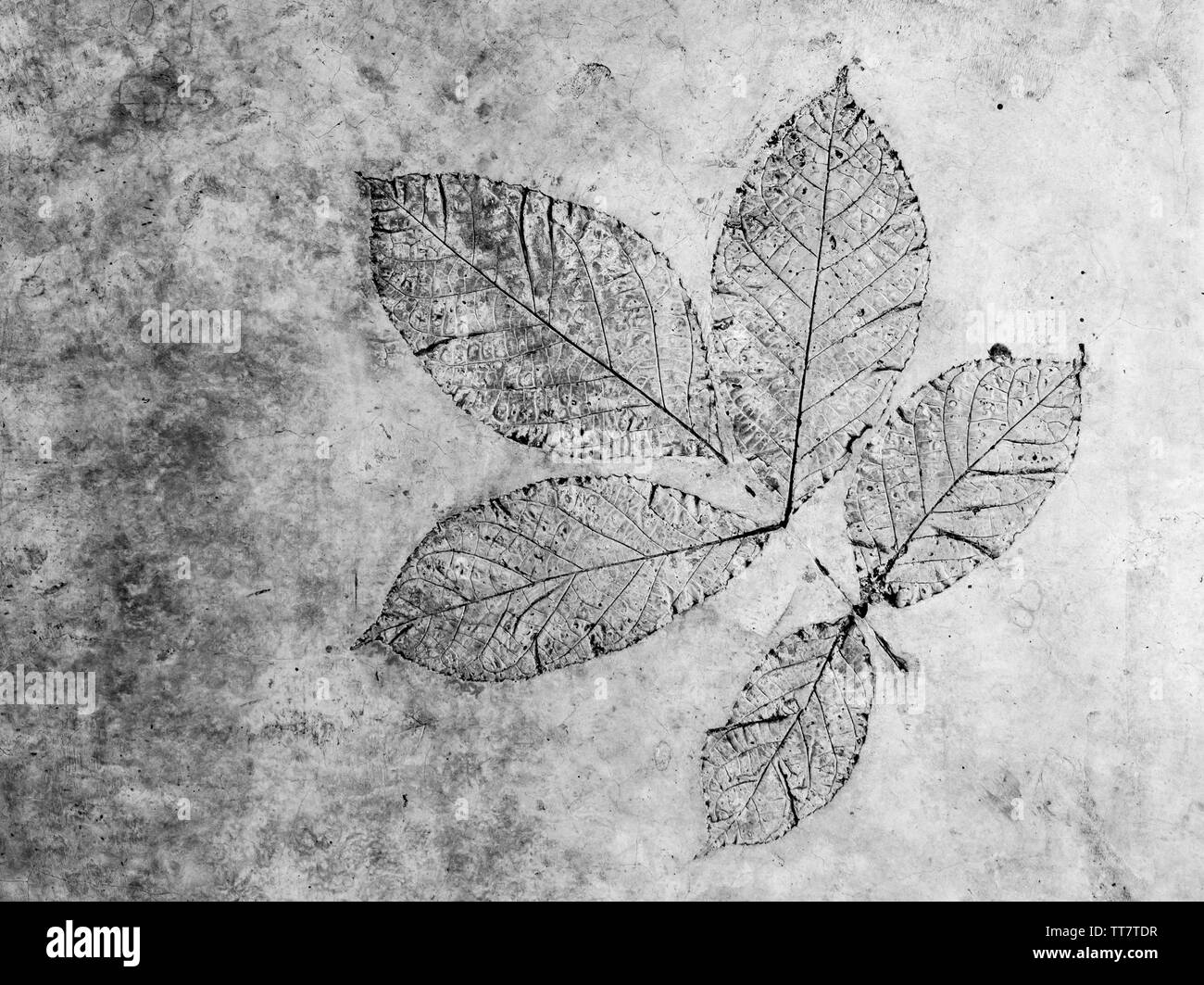 Leaf texture in concrete floor surface Stock Photo - Alamy