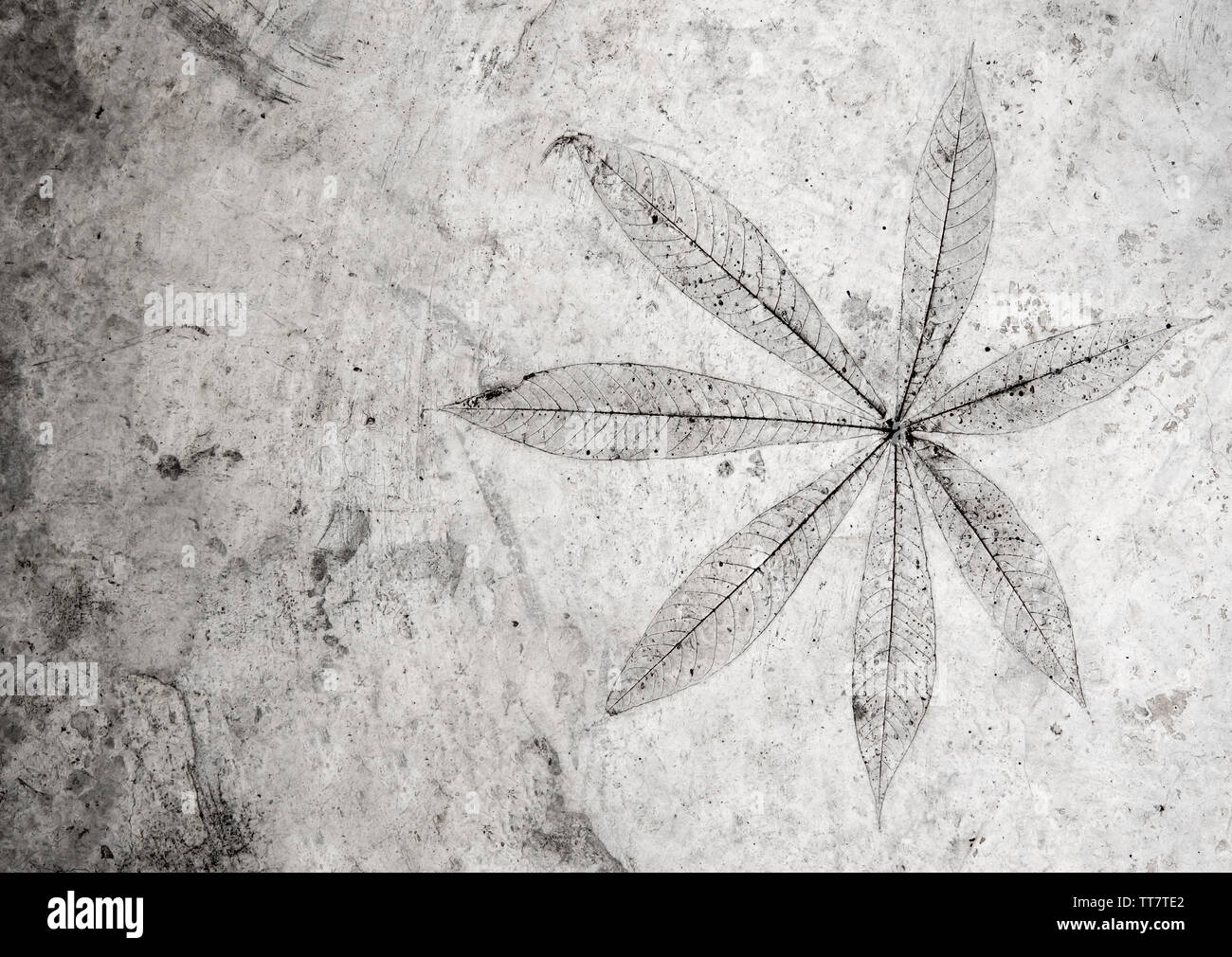 Leaf texture in concrete floor surface Stock Photo - Alamy