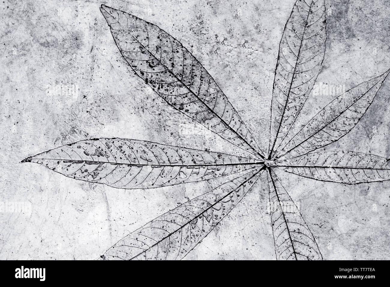 Leaf texture in concrete floor surface Stock Photo - Alamy
