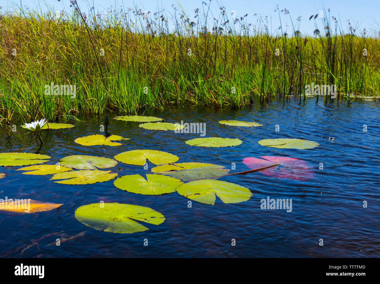 Water lily, Okavango Delta, Botswana, Africa Stock Photo - Alamy