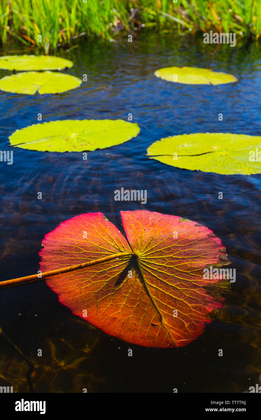 Water lily, Okavango Delta, Botswana, Africa Stock Photo - Alamy