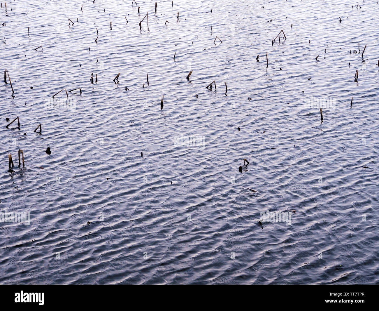 The ripple on the surface of the water and some grass stubble Stock ...