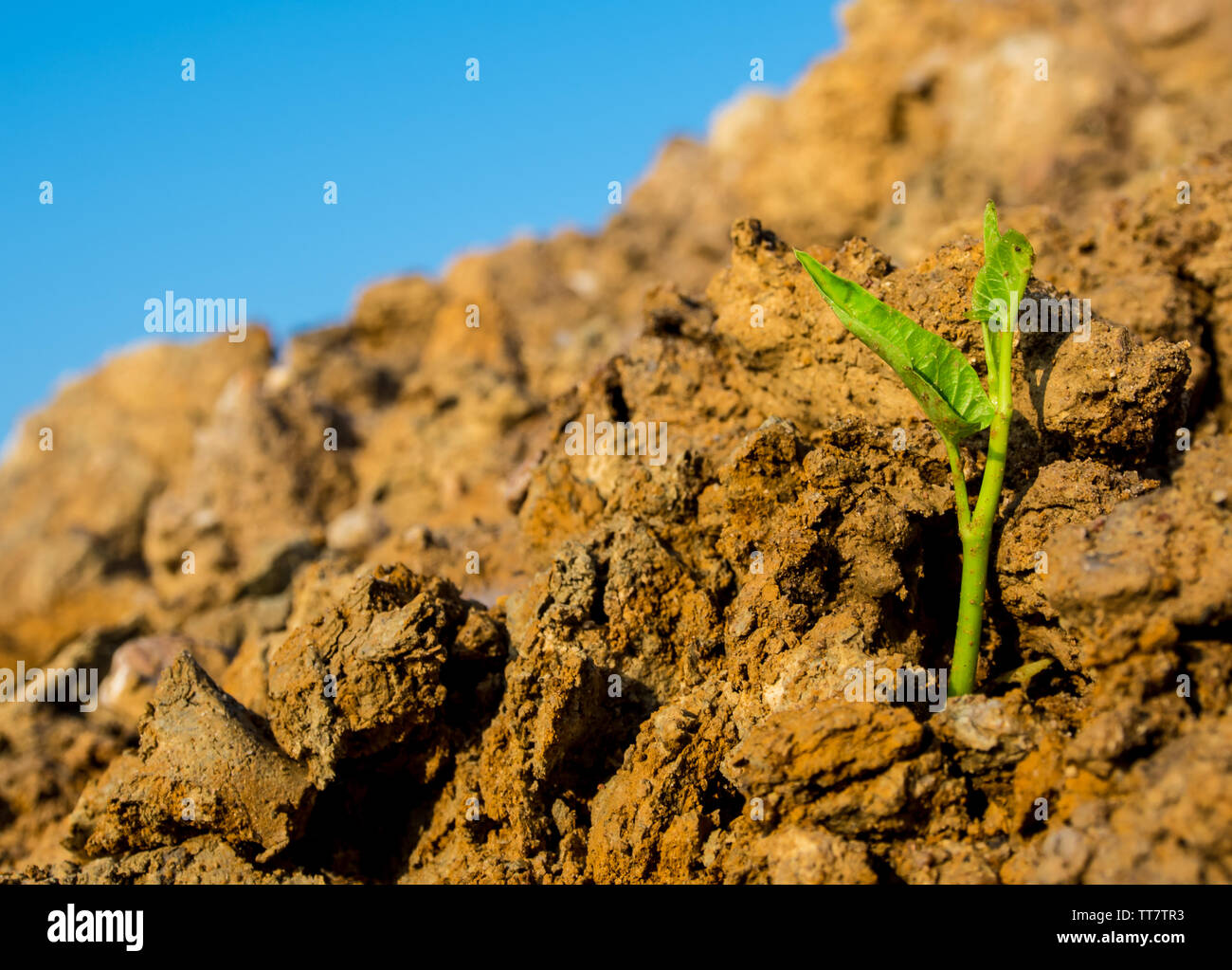 Buds of morning glory sprout up rocky mound Stock Photo - Alamy