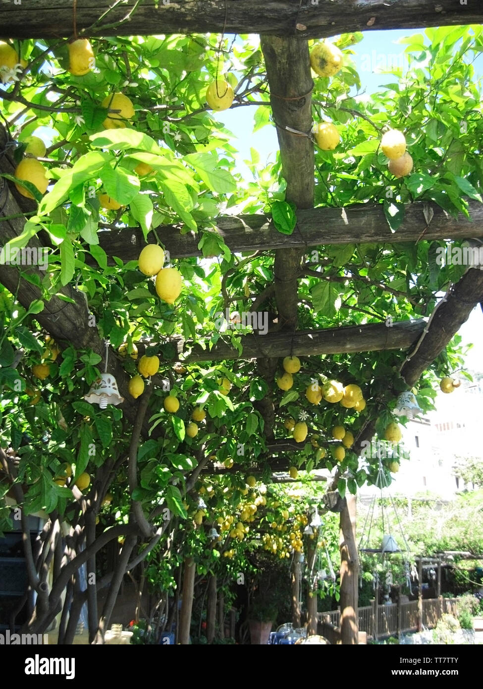 Lemon trees amalfi hi-res stock photography and images - Alamy