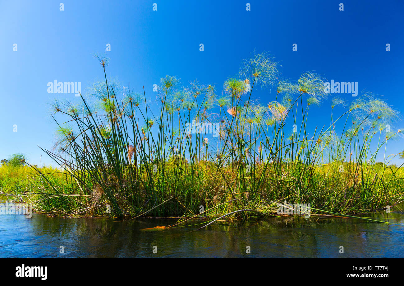 Papyrus plant, Okavango Delta, Botswana, Africa Stock Photo - Alamy