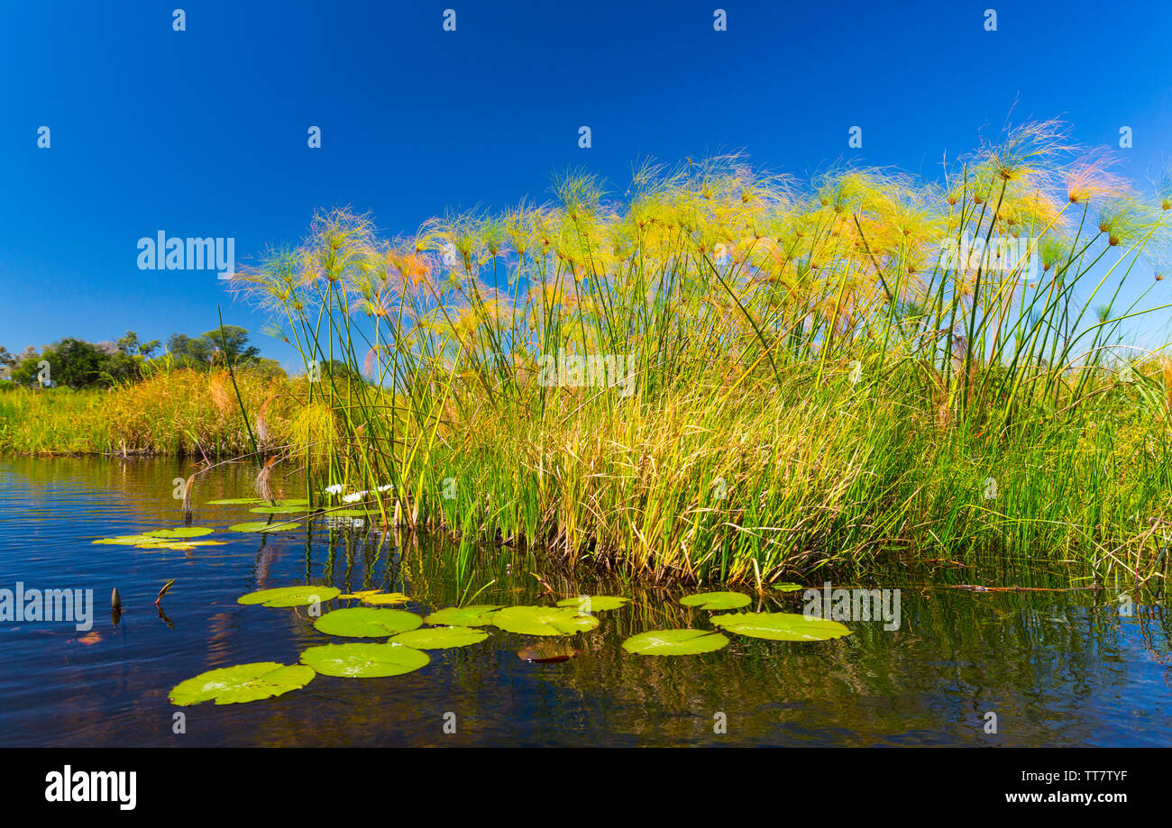 Papyrus plant hi-res stock photography and images - Alamy