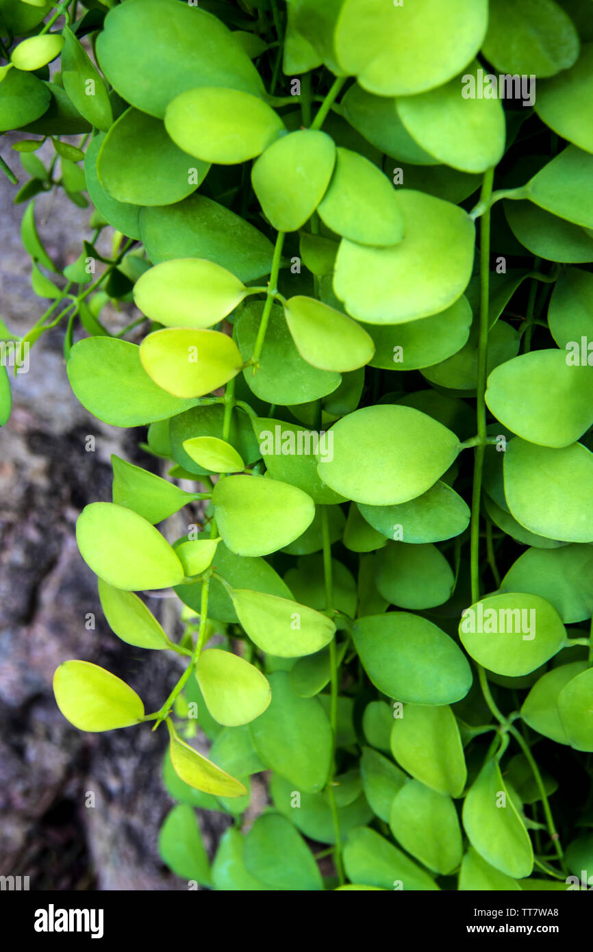 Surface texture on Leaves of ornamental plant background and texture ...