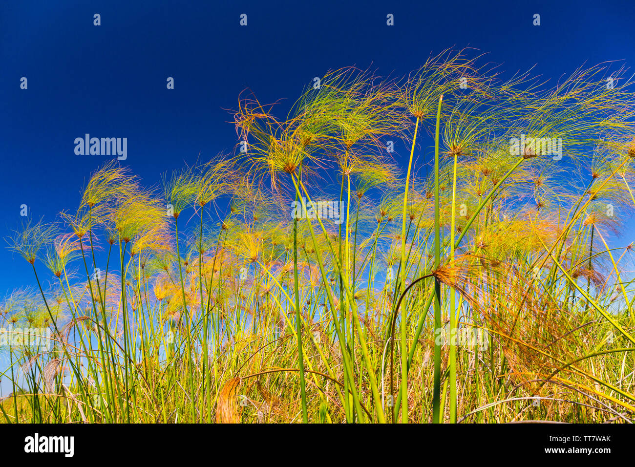 Papyrus plant, Okavango Delta, Botswana, Africa Stock Photo - Alamy