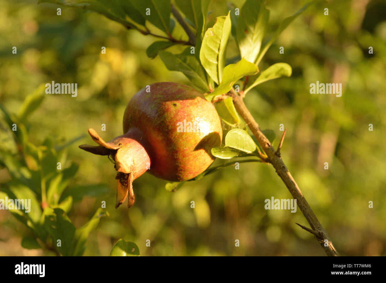 Pomegranate on tree branch, early harvest, organic garden from Pakistan ...