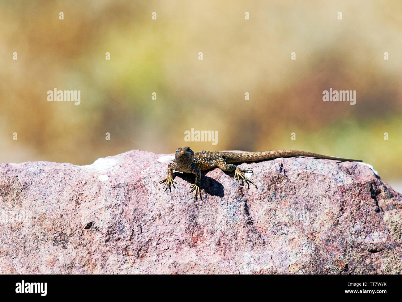 Liolaemus lizard hi-res stock photography and images - Alamy