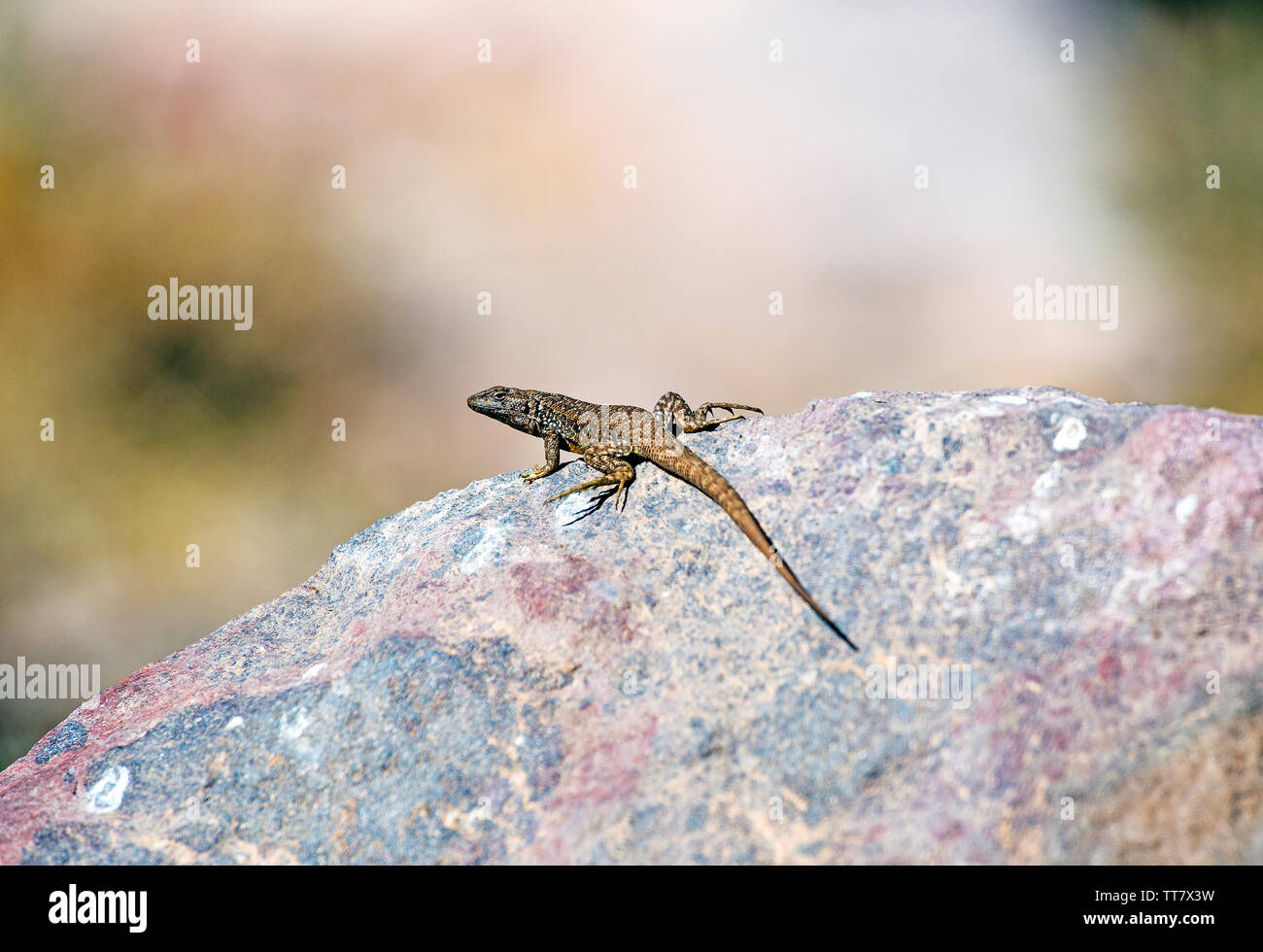 Liolaemus lizard hi-res stock photography and images - Alamy