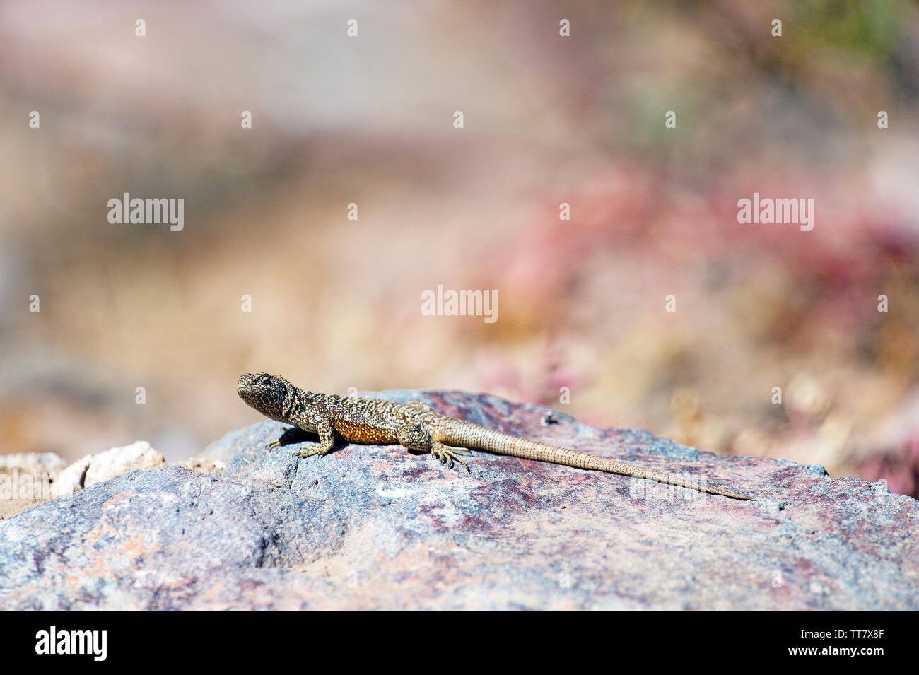 Liolaemus hi-res stock photography and images - Alamy