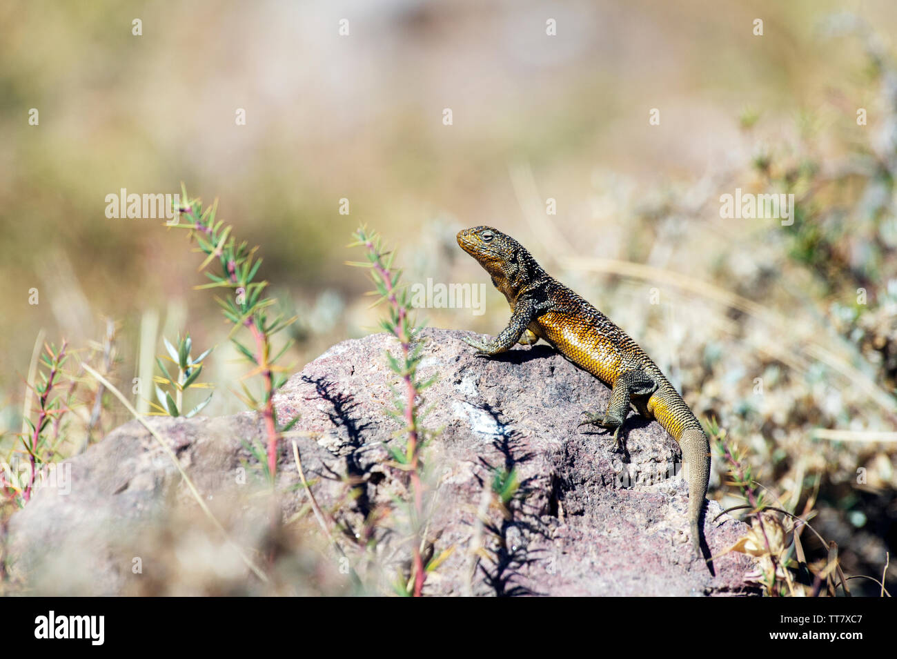 Liolaemus hi-res stock photography and images - Alamy