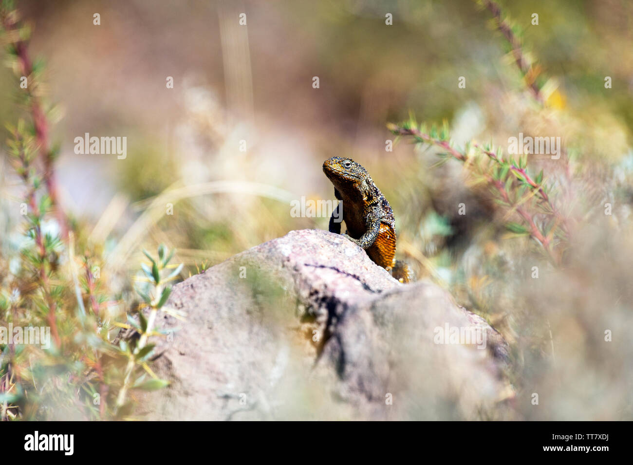 Liolaemus lizard hi-res stock photography and images - Alamy
