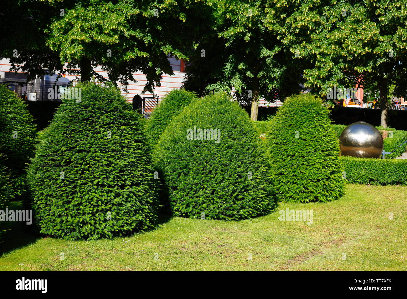 Common boxwood trees (Buxus sempervirens), garden plants Stock Photo ...