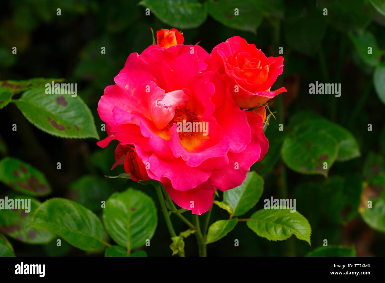 Red climbing roses hi-res stock photography and images - Alamy