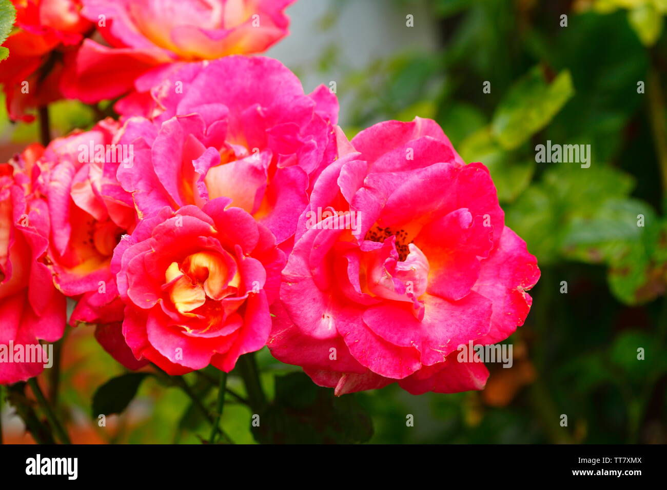 Red climbing roses hi-res stock photography and images - Alamy