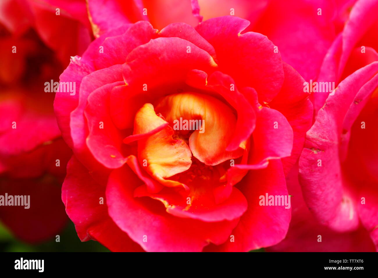 Red climbing roses, dark background, Germany Stock Photo - Alamy