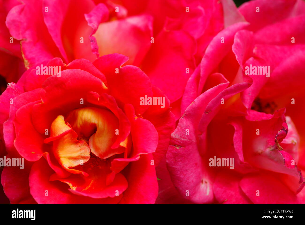 Red climbing roses hi-res stock photography and images - Alamy