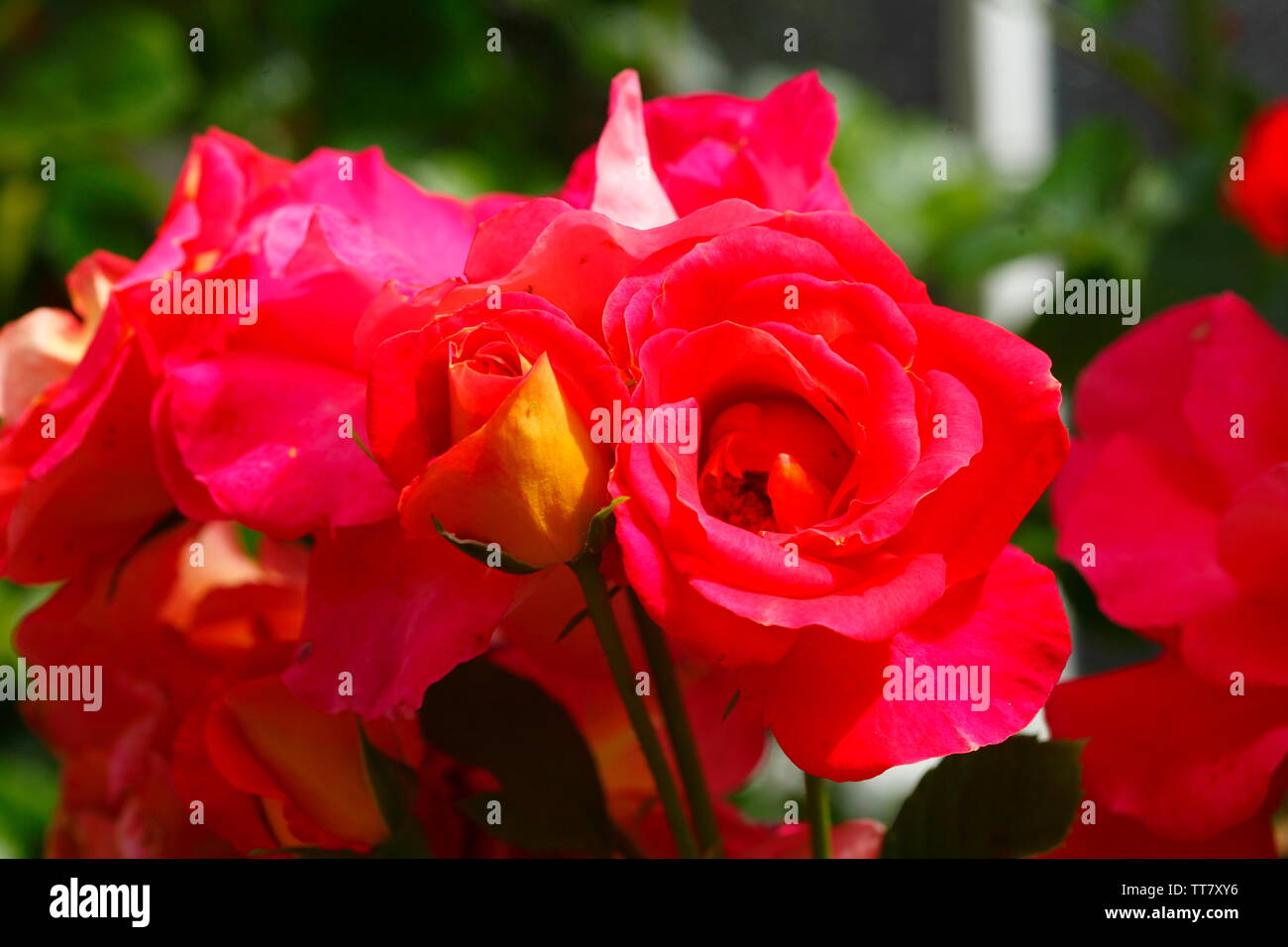 Red climbing roses, dark background, Germany Stock Photo - Alamy