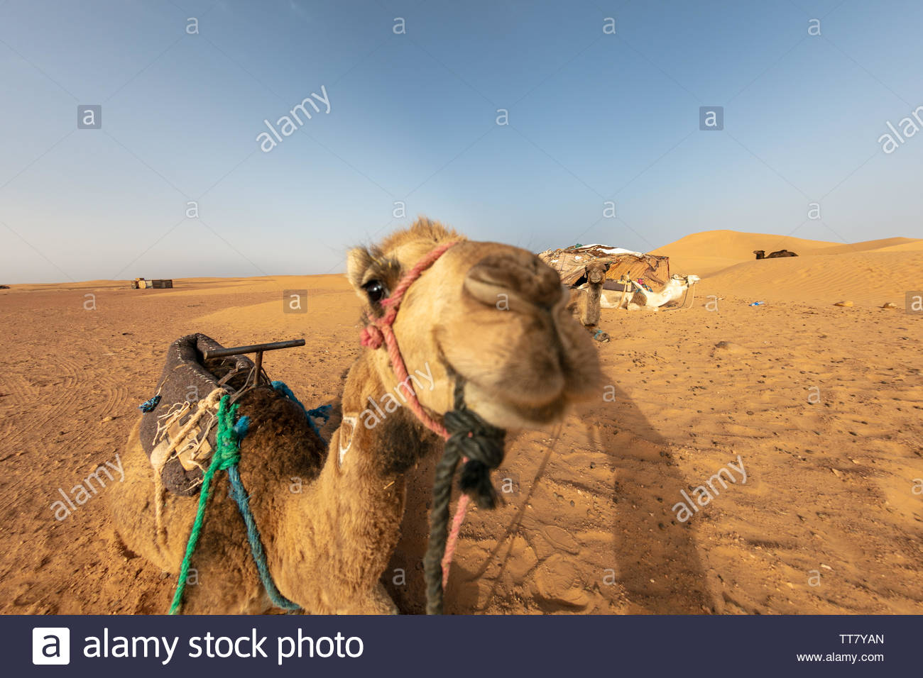 Morocco Wadi Draa High Resolution Stock Photography and Images - Alamy