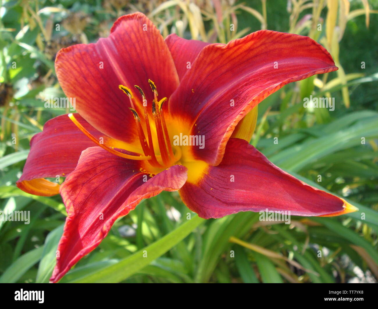 Closeup of a big red tiger lily in the garden summer. Bright red ...