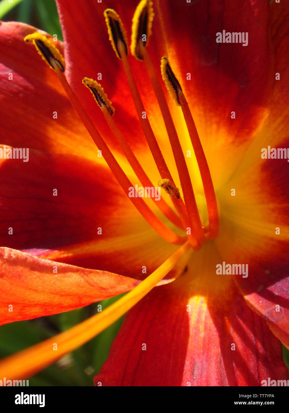 Closeup of a big red tiger lily in the garden summer. Bright red ...