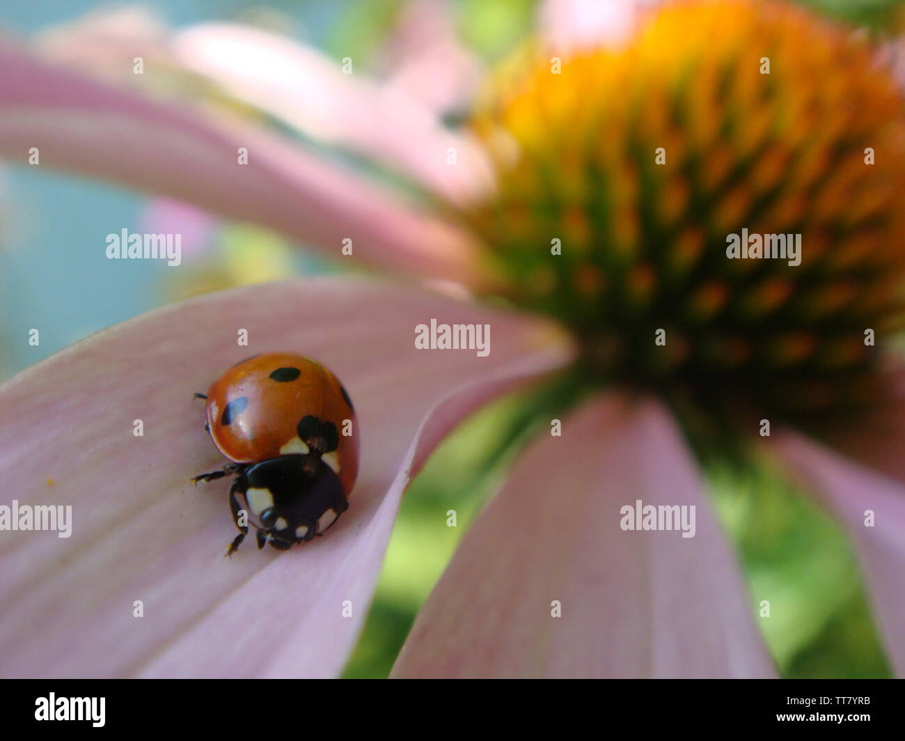 Red ladybug on Echinacea flower, ladybird creeps on stem of plant in ...
