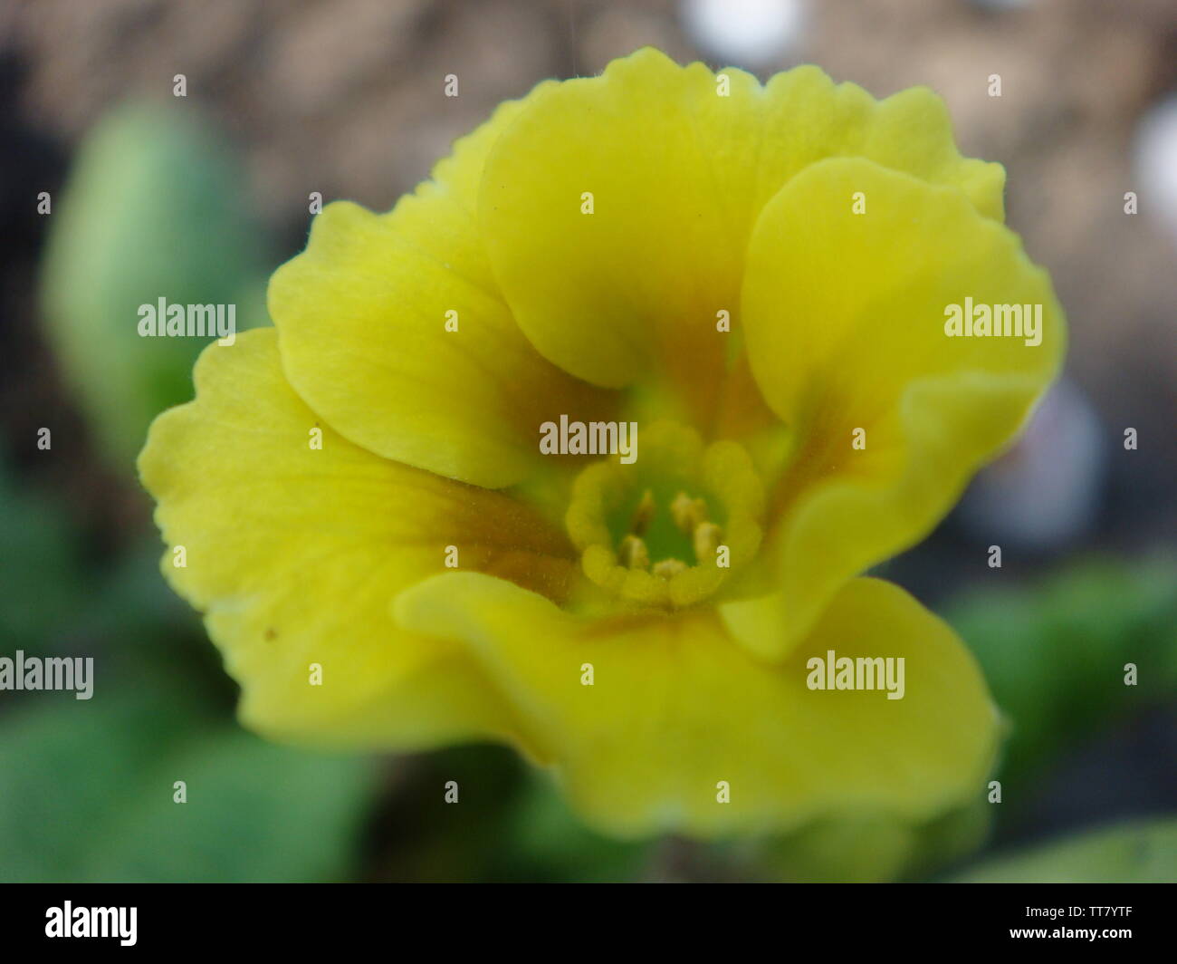 Yellow flowers of primroses (primula) vulgaris or English primrose ...