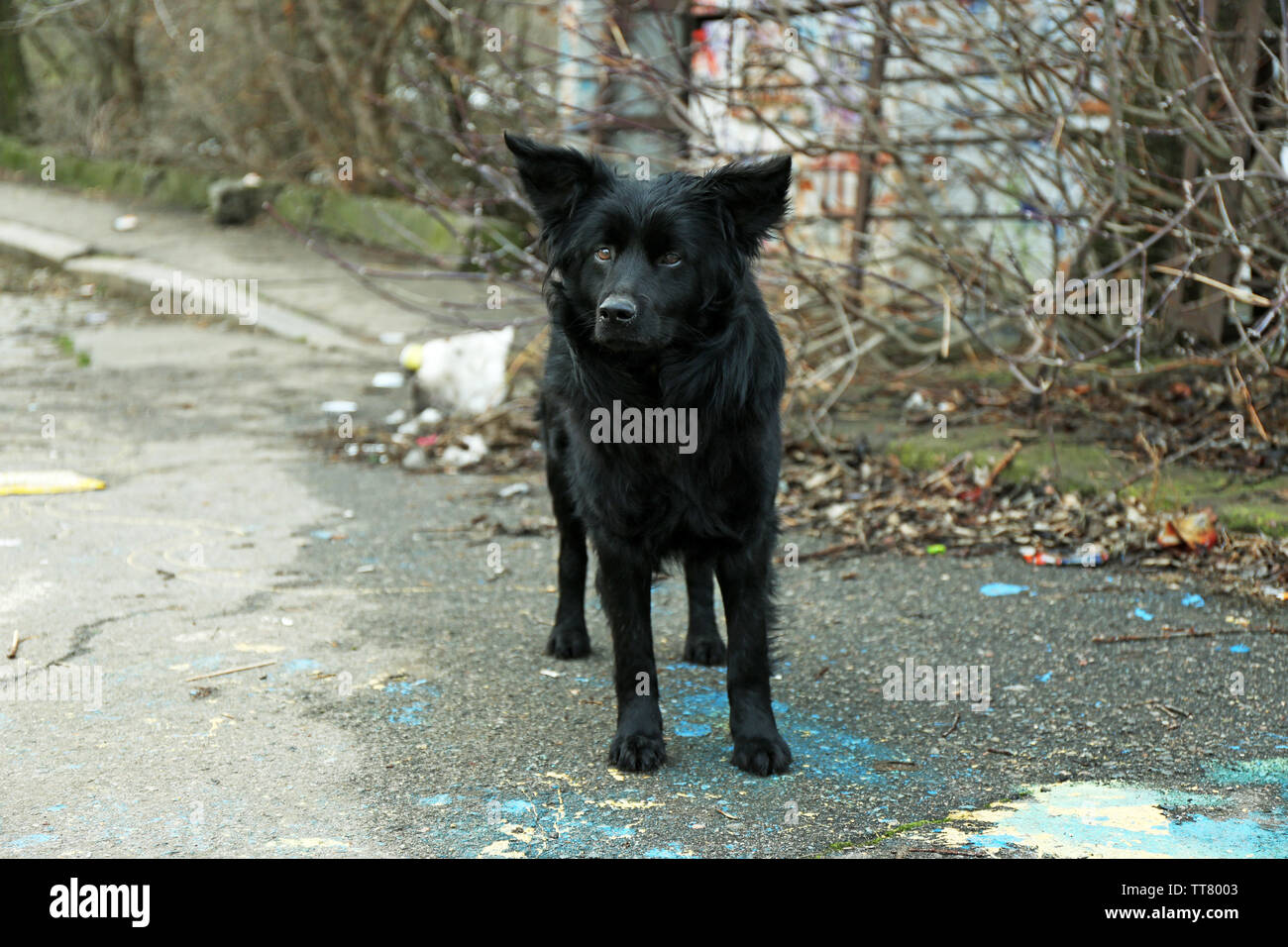 Mongrel dog outdoors Stock Photo - Alamy