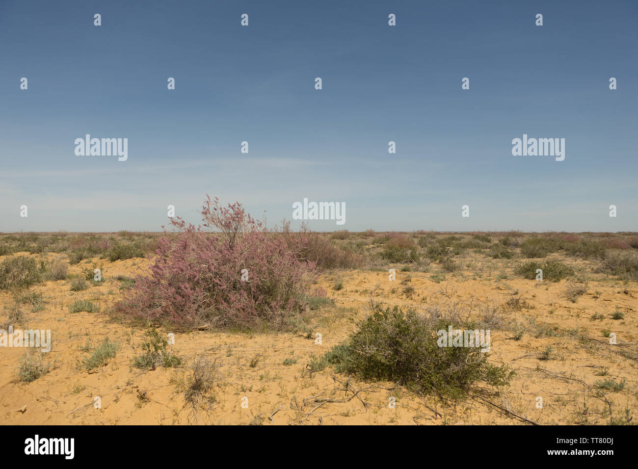 Saxaul trees hi-res stock photography and images - Alamy