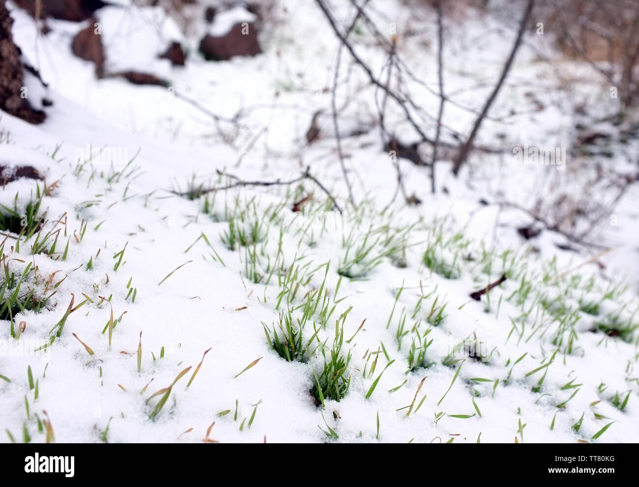 Green grass covered with snow Stock Photo - Alamy