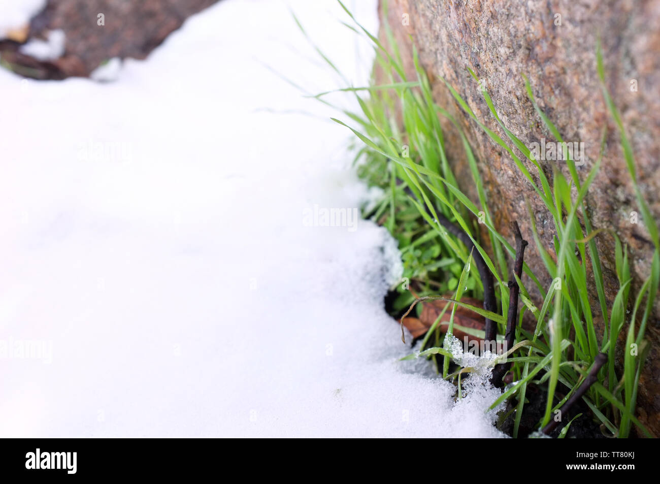 Green grass covered with snow Stock Photo - Alamy