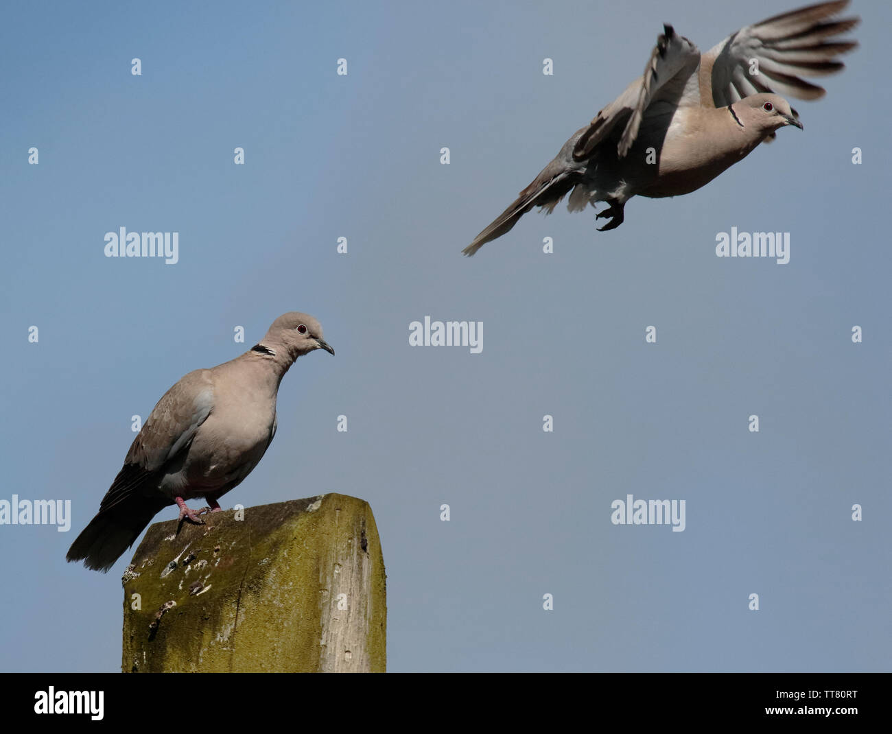Dove behaviour hi-res stock photography and images - Alamy