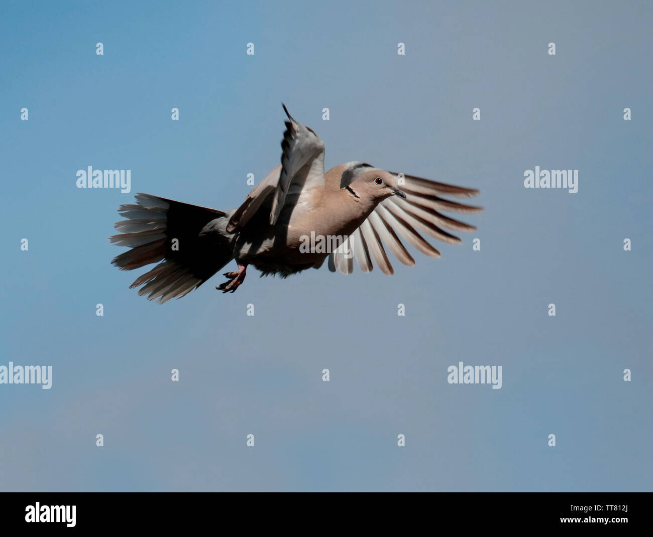Photographing doves hi-res stock photography and images - Alamy