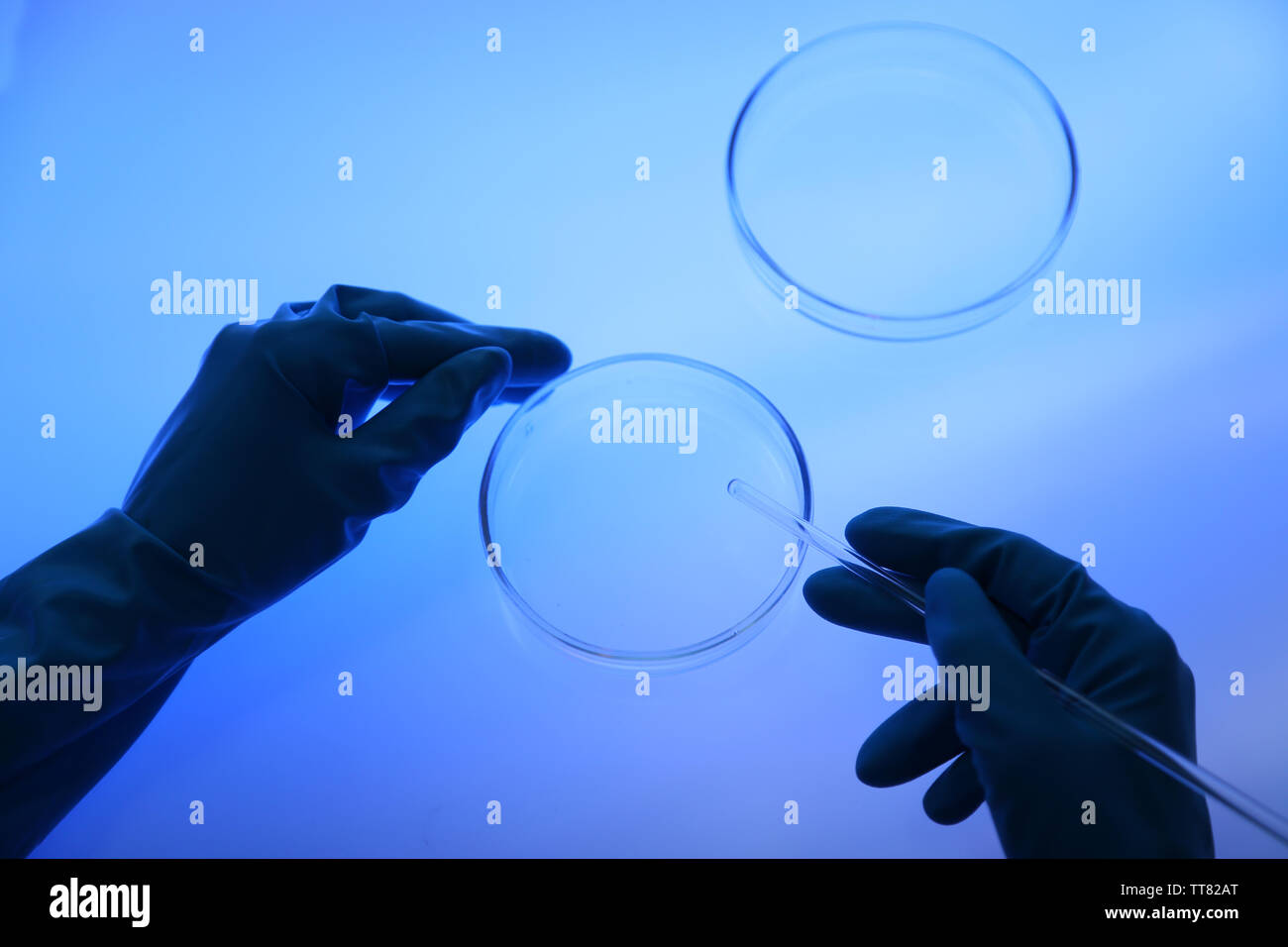 Scientist working with Petri dishes in laboratory Stock Photo - Alamy